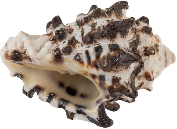 Zlatka Blumentag DRF-004-NQ70 Ракушки 3 шт 8.8 см Murex Endivia - декоративные ракушки