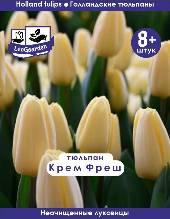 Тюльпан Луковица, Крем Фреш, 8+ шт.