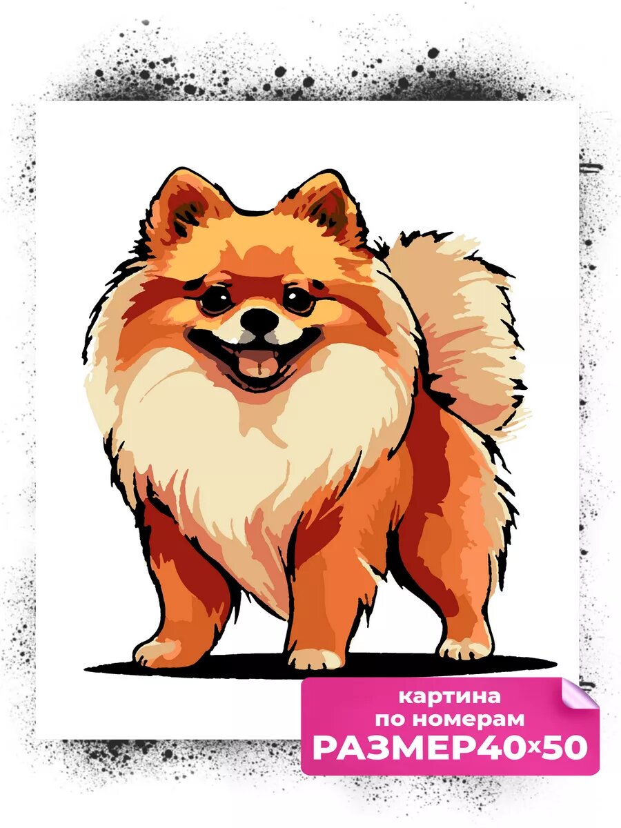 Картина по номерам Шпиц 40х50 см Холст на Подрамнике