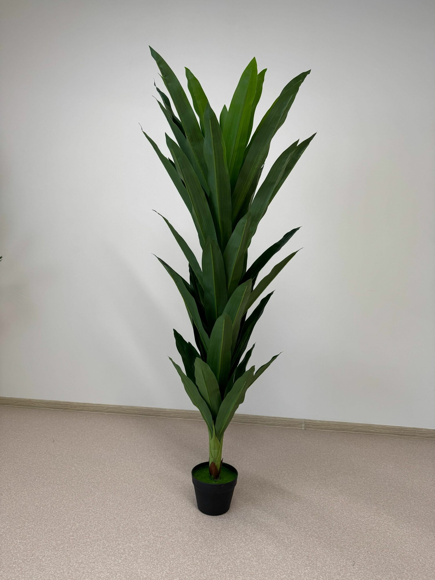 Декоративные растения в горшках 165 см драцена Сандера, бамбук удачи