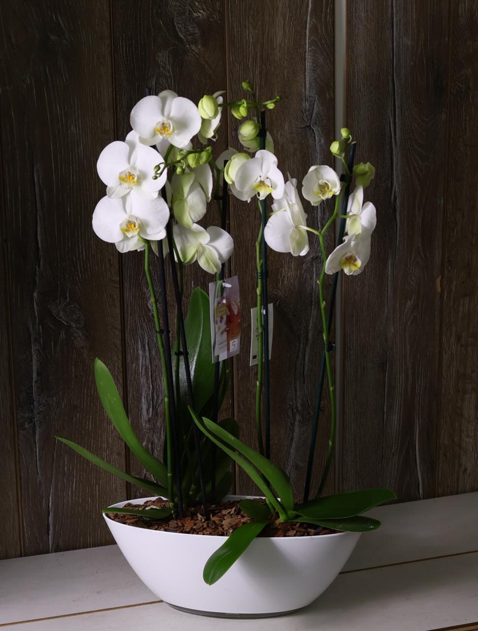 Композиция из орхидей «белые паруса»