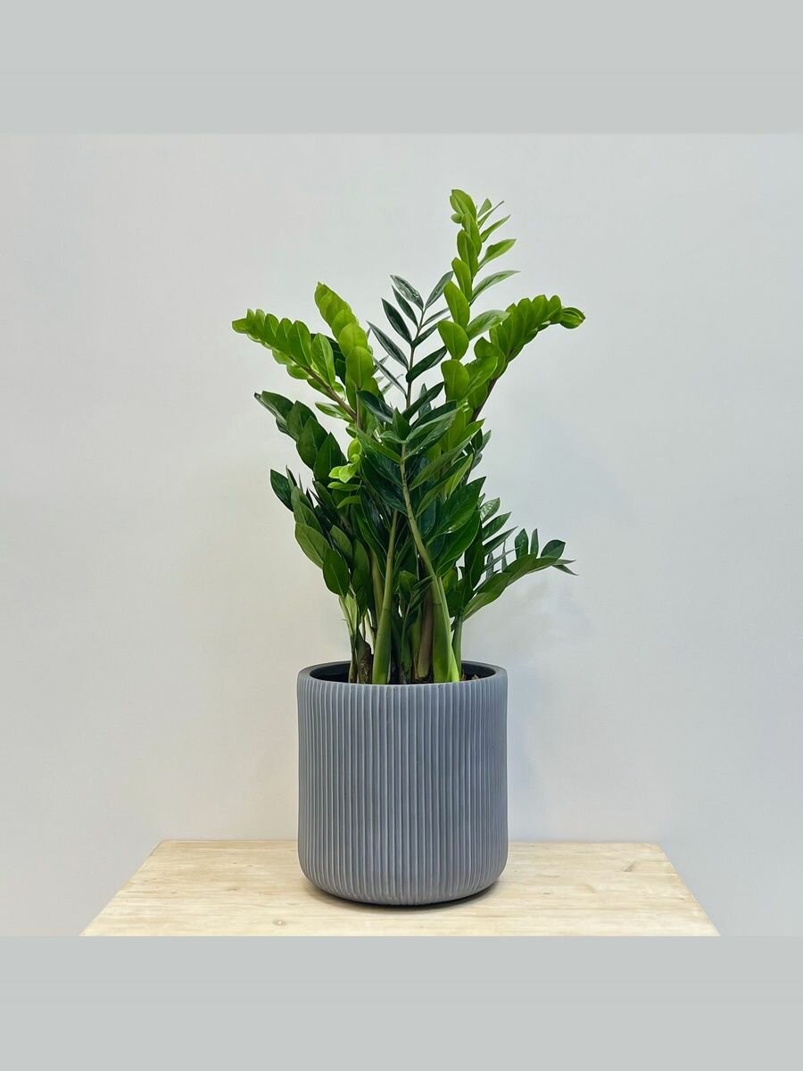 Кашпо напольное для комнатных растений, серый бетон 30*30 см, 21 л