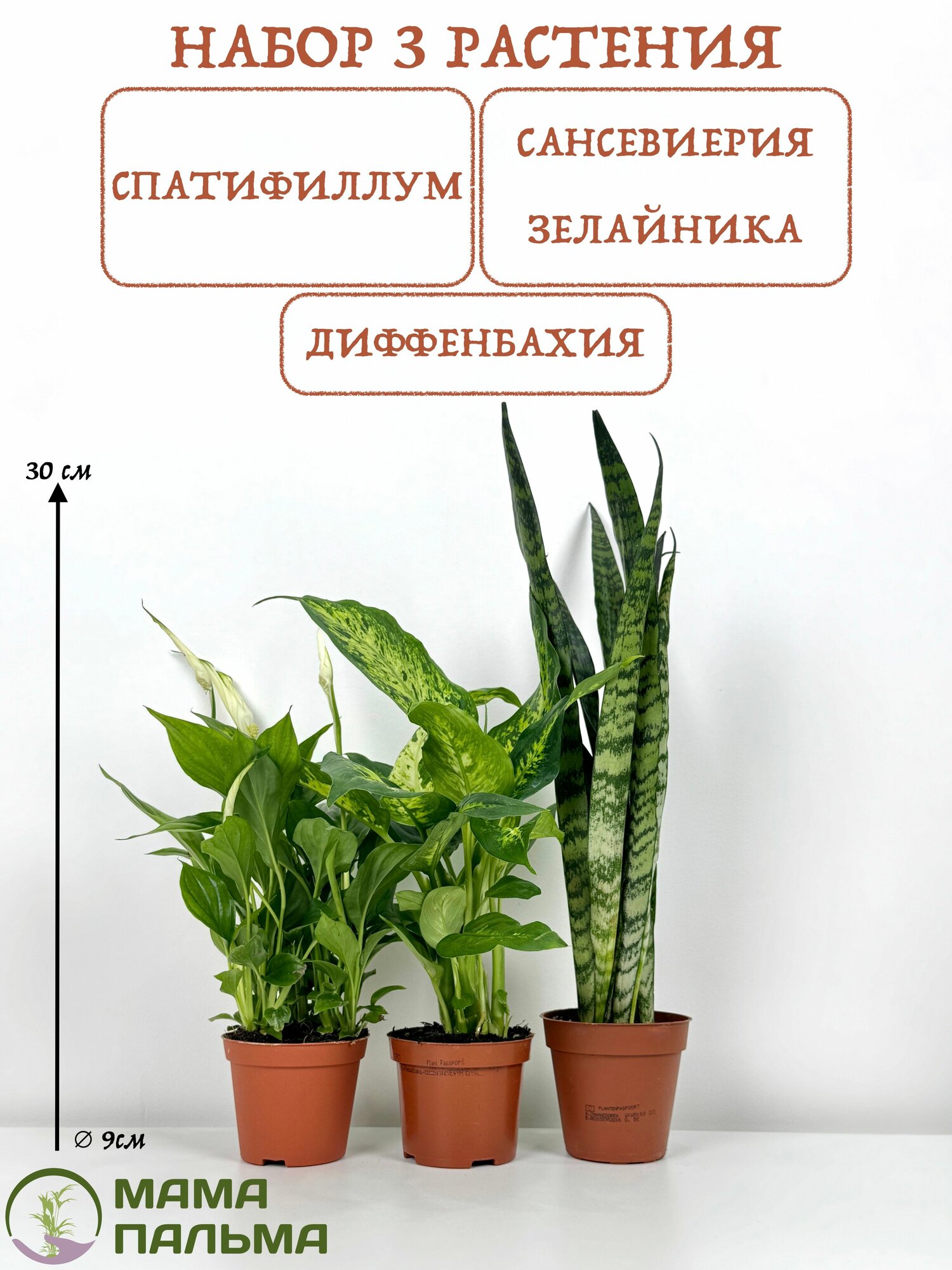 Набор 3 растения Спатифиллум Диффенбахия Сансевиерия Зейланика в горшке D9 (живые растения)