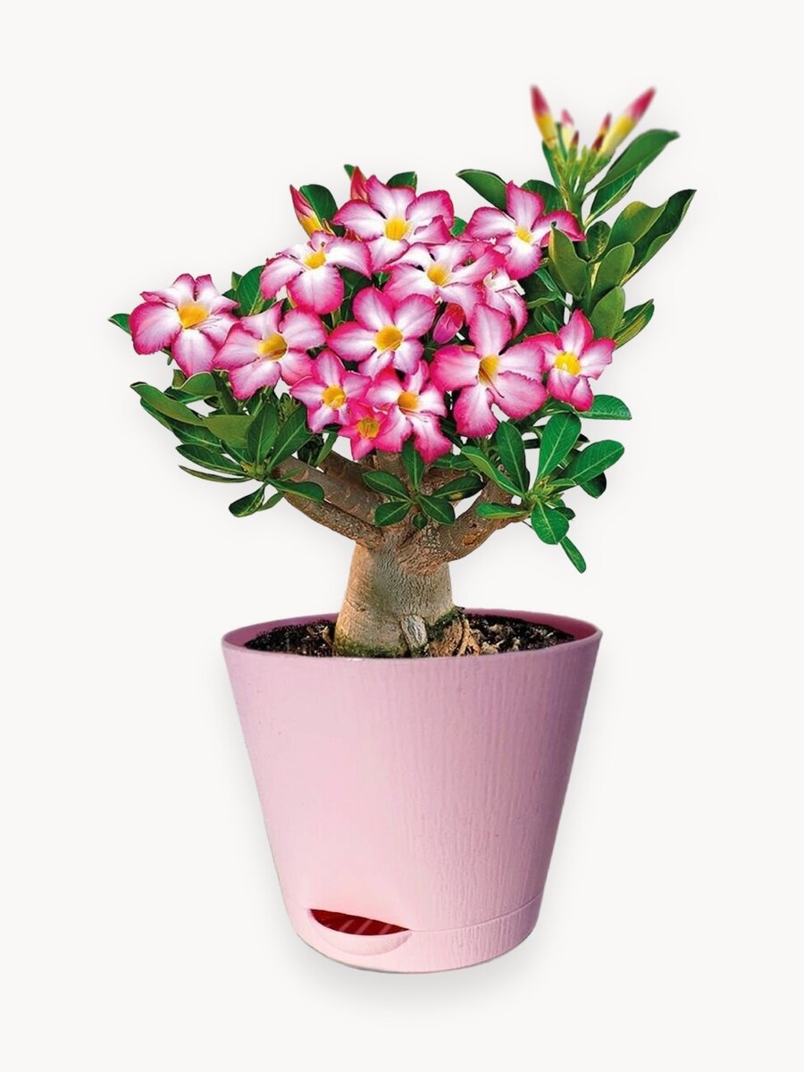 Набор для выращивания растений от бренда "Магия цветов" Адениум