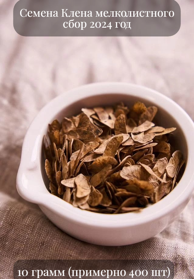 Семена Клена мелколистного, 10 грамм (примерно 400 шт)