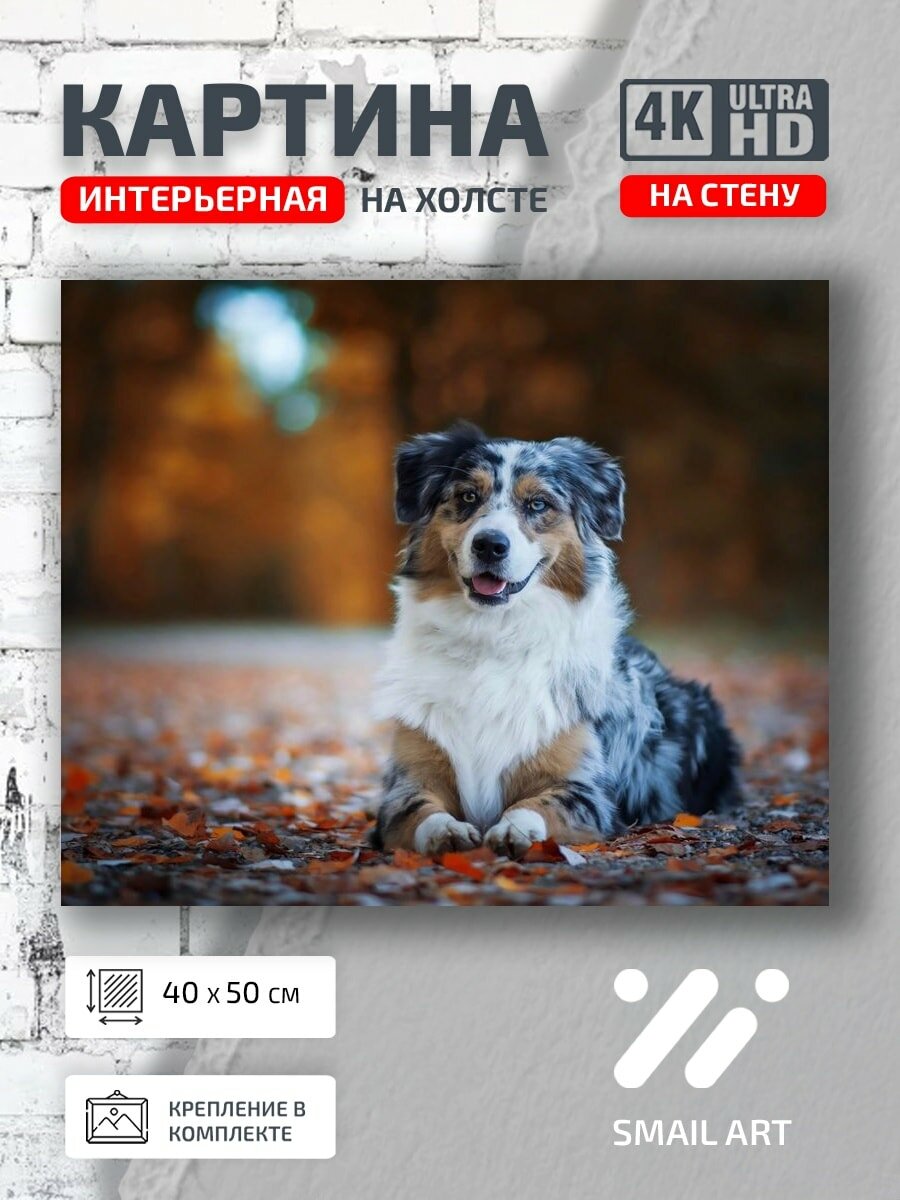Картина на холсте интерьерная 40 на 50 на стену Животные Собака для студии атмосфера