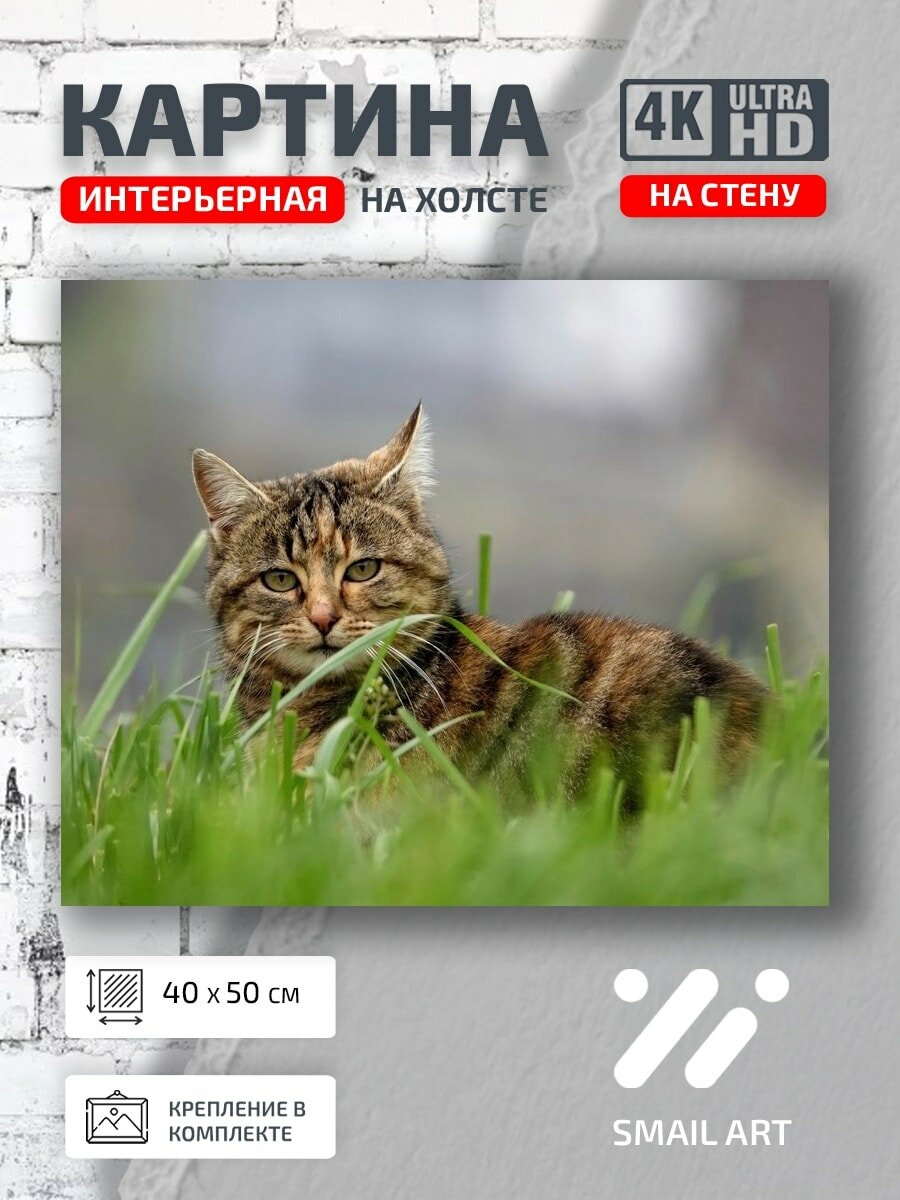 Картина на холсте интерьерная 40 на 50 на стену Животные Кошки для гостиной атмосфера