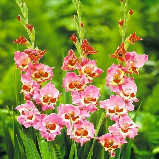 Гладиолус Синди 1шт