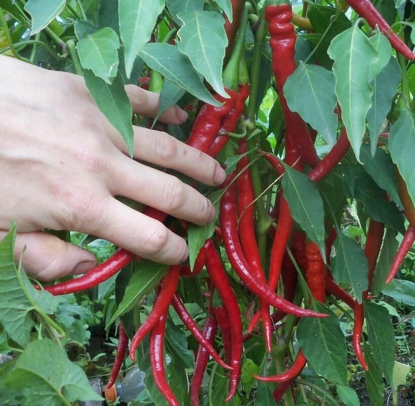 Коллекционные семена перца острого Карабас Барабас