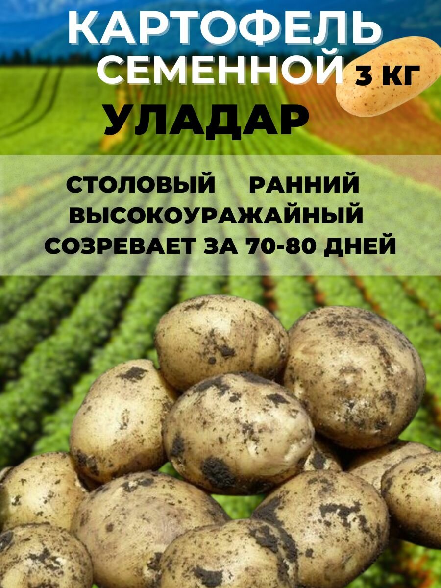 Картофель семенной