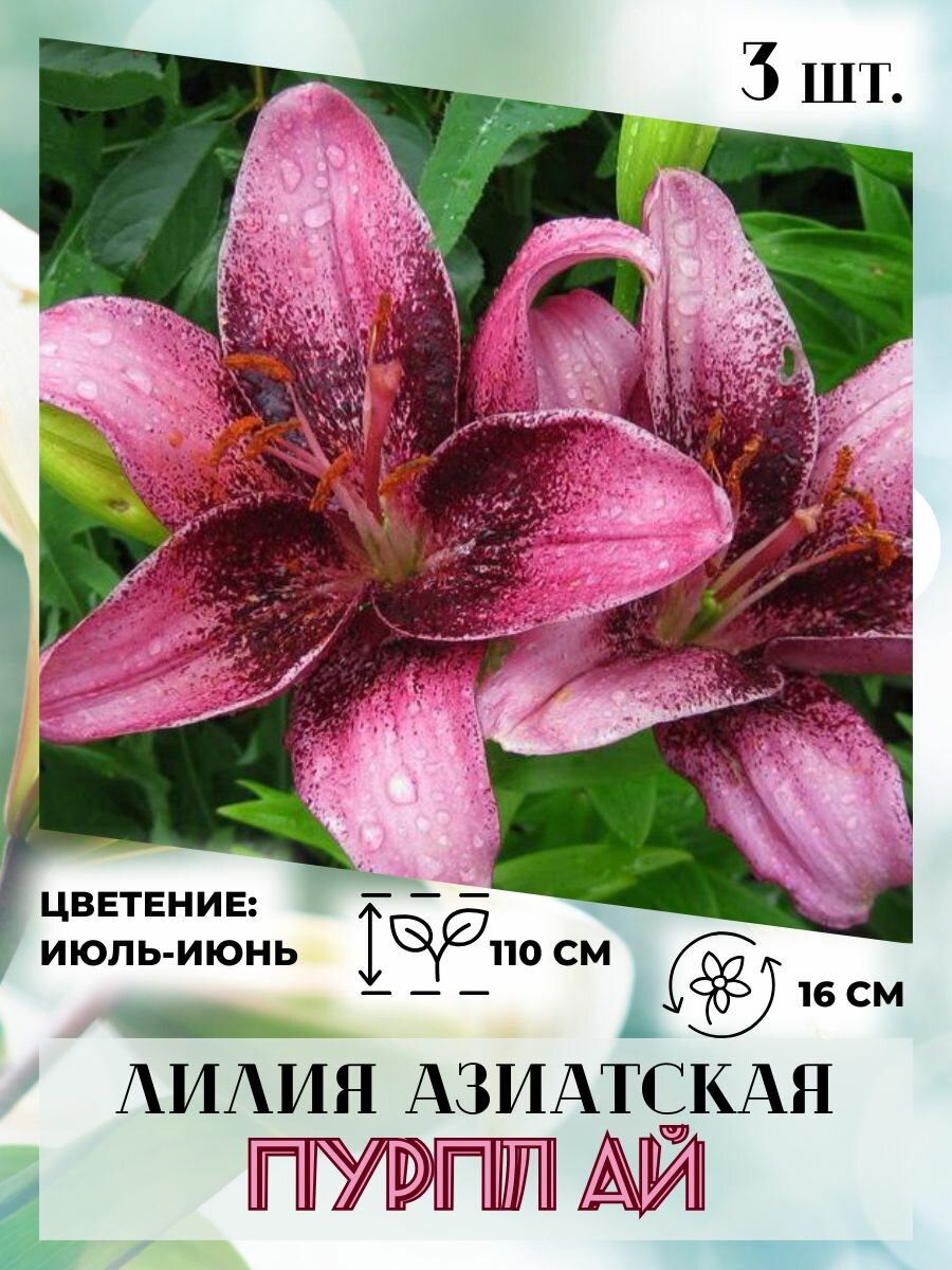 Лилия азиатская, луковицы 3 шт, многолетние цветы