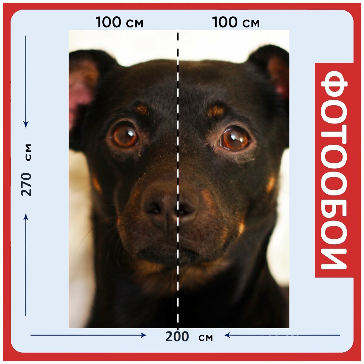 Фотообои "Собака, пес, морда" 200x270 см. флизелиновыена стену