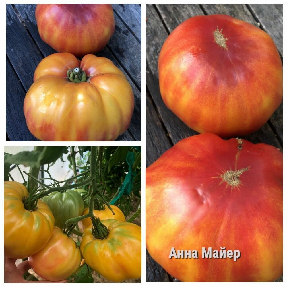 Коллекционные семена томата Анна Мейер