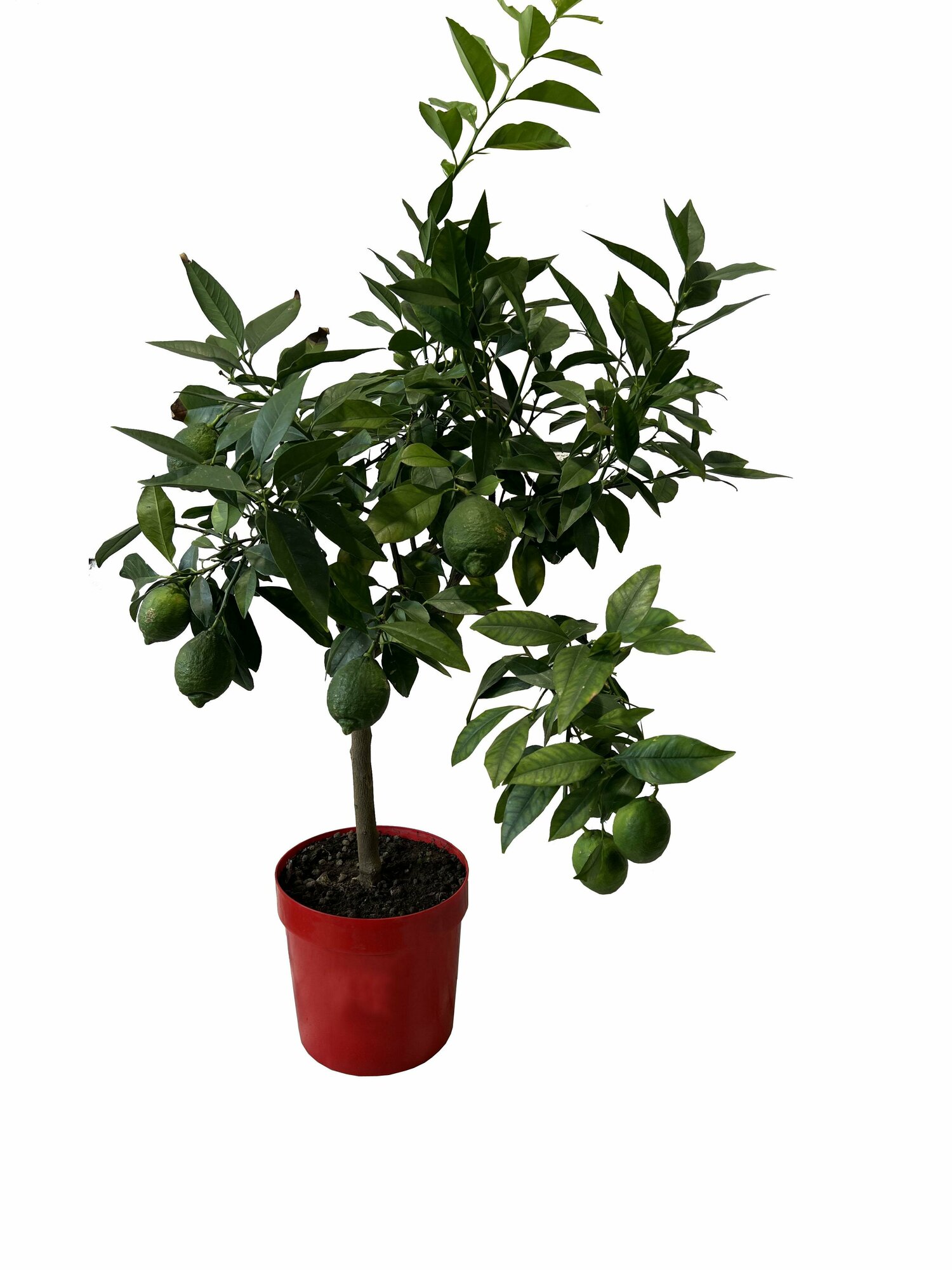 Лимон Соренто - Citrus limon Ovale di Sorrento D22 H80