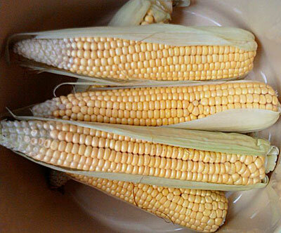 Семена кукурузы Паломник (попкорн) 5 гр.