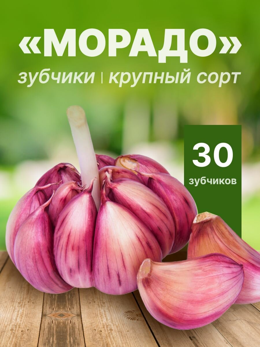Зубчики чеснока на посадку "Морадо" 30шт
