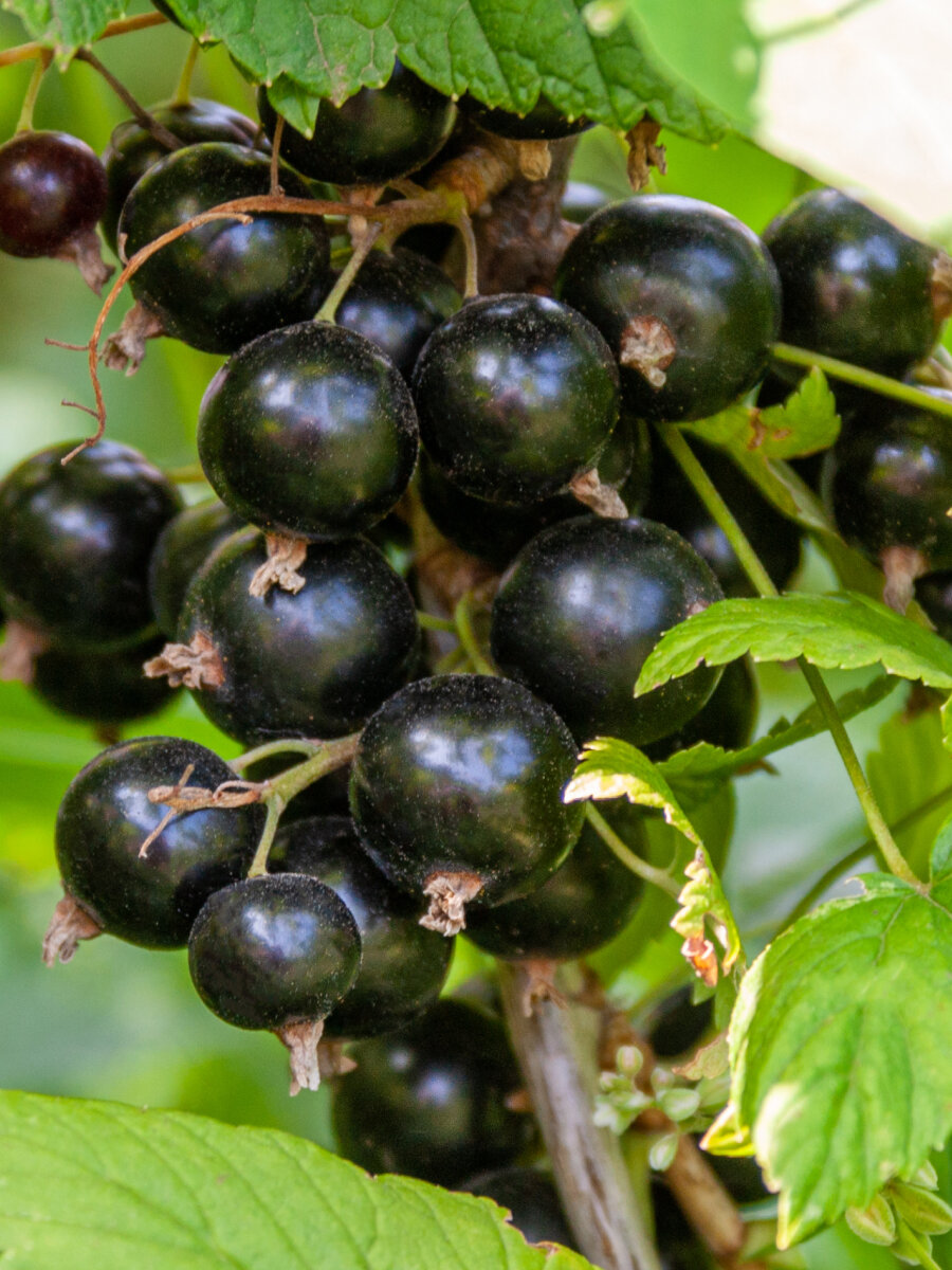 Смородина черная Пигмей 1 шт / многолетний, морозостойкий сорт