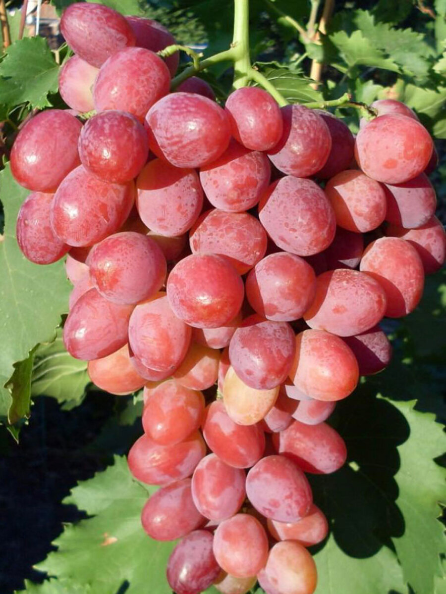 Виноград Танюша 2 шт / многолетний, раннеспелый, морозостойкий сорт