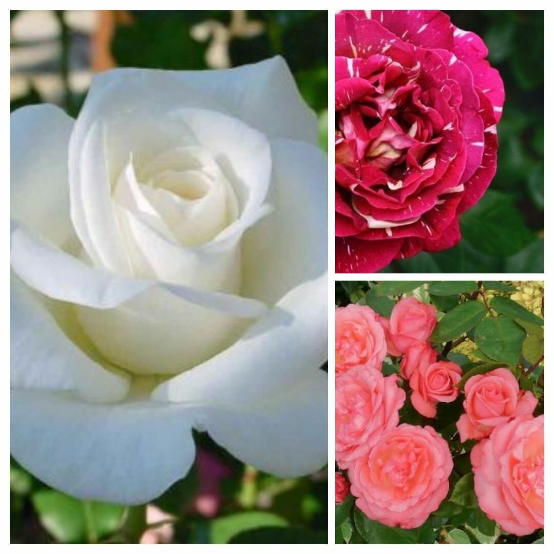 Комплект чайно-гибридных роз Акварель 3 шт