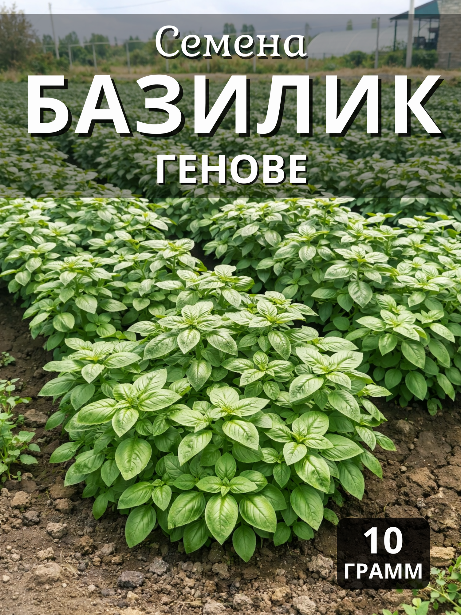 Семена базилика для проращивания, 10 грамм (Генове)