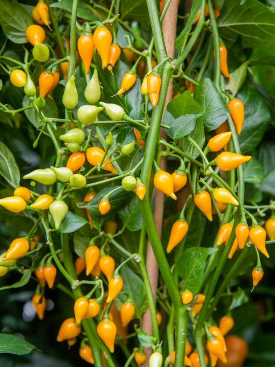 Острый перец Biquinho amarelo семена 5 штук