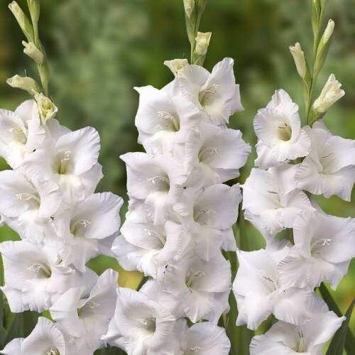 Гладиолус Вилла Бланка 1шт