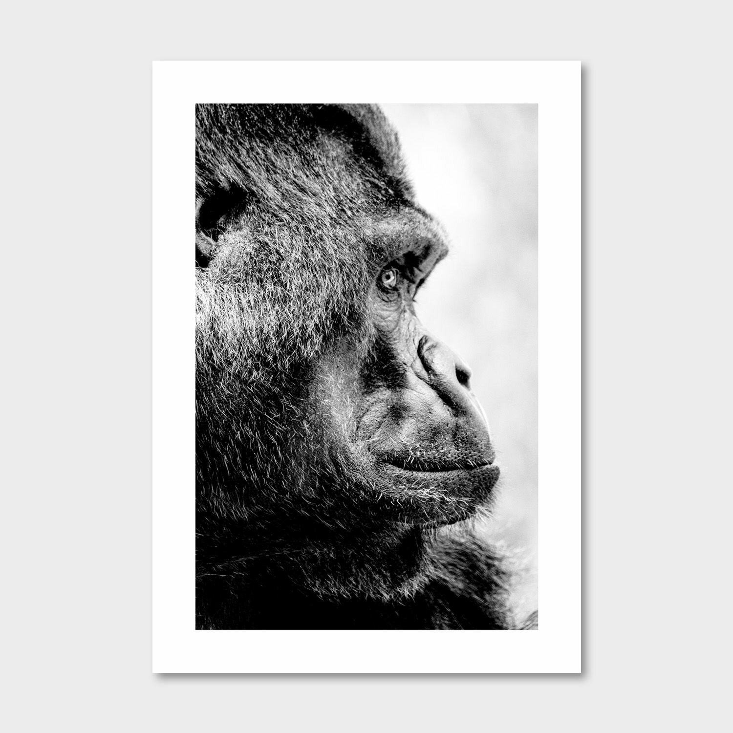 Постер для интерьера Postermarkt, Горилла, 50х70 см