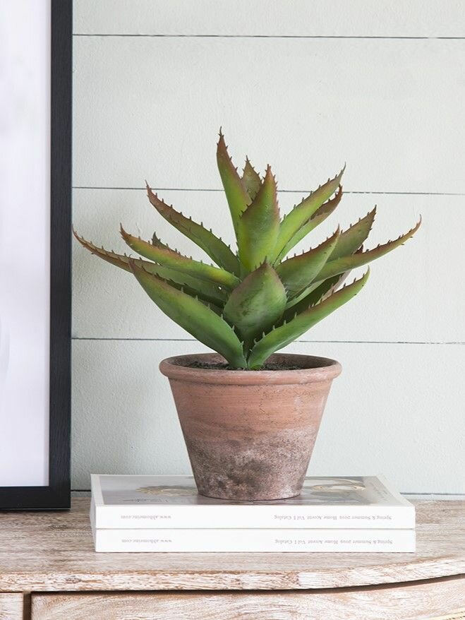 F2639 Растение декоративное Суккулент 24 х 24 х 32 см, Glasar