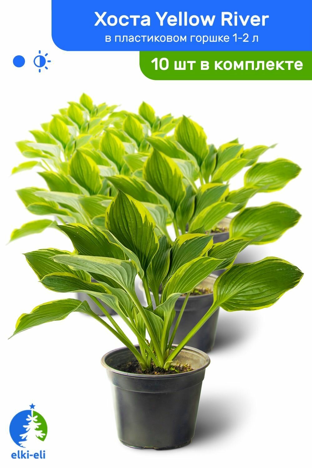 Хоста Yellow River (Йеллоу Ривер) в пластиковом горшке 1-2 л, травянистый многолетник, саженец, комплект из 10 шт