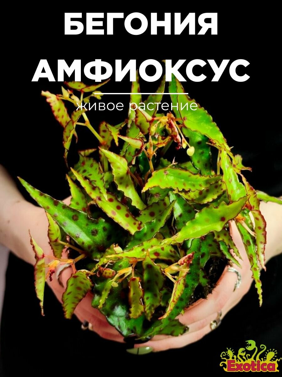 Бегония Амфиоксус (Begonia Amphioxus) D10см, растение в горшке