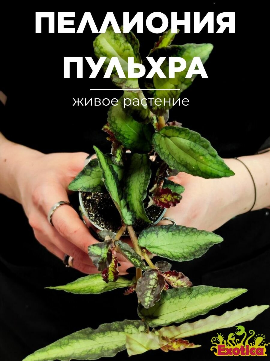 Пеллиония Пульхра, или Пеллиония Прекрасная (Pellionia Pulcara) D6см, комнатное растение