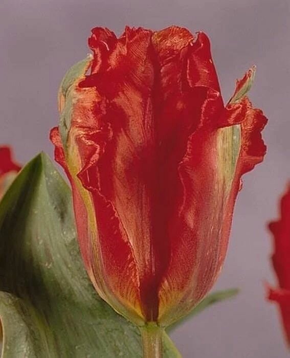 Тюльпан Гиант Пэррот 5 шт.