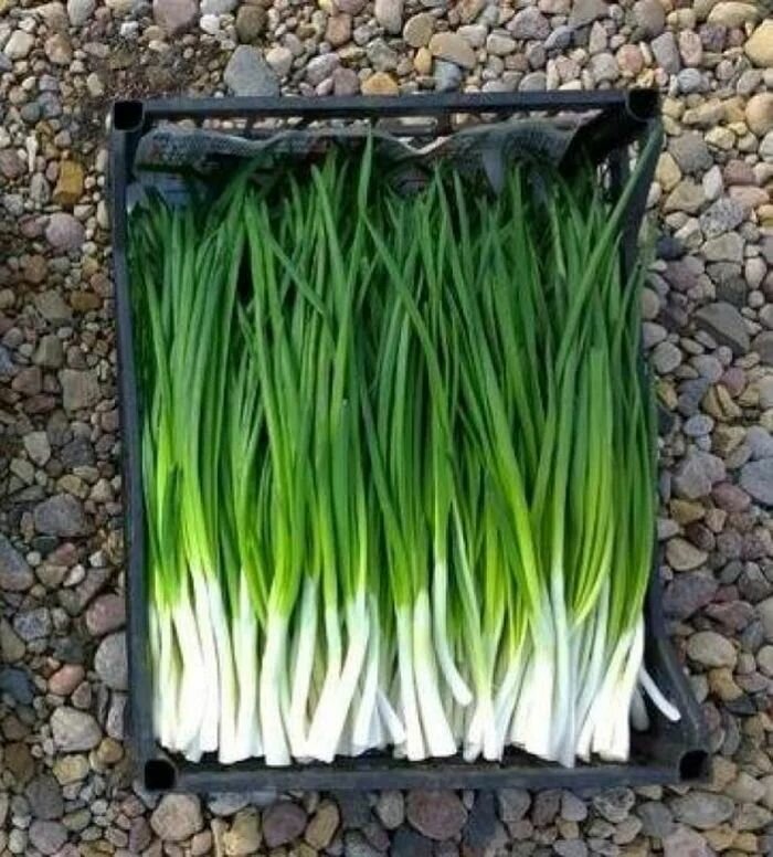 Коллекционные семена лука репчатый Подснежник