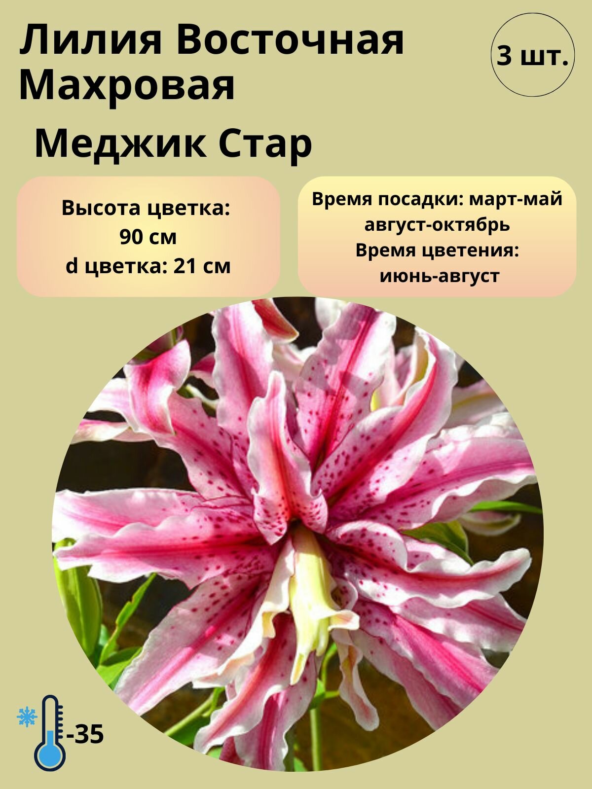 Лилия Восточная, луковицы 3 шт