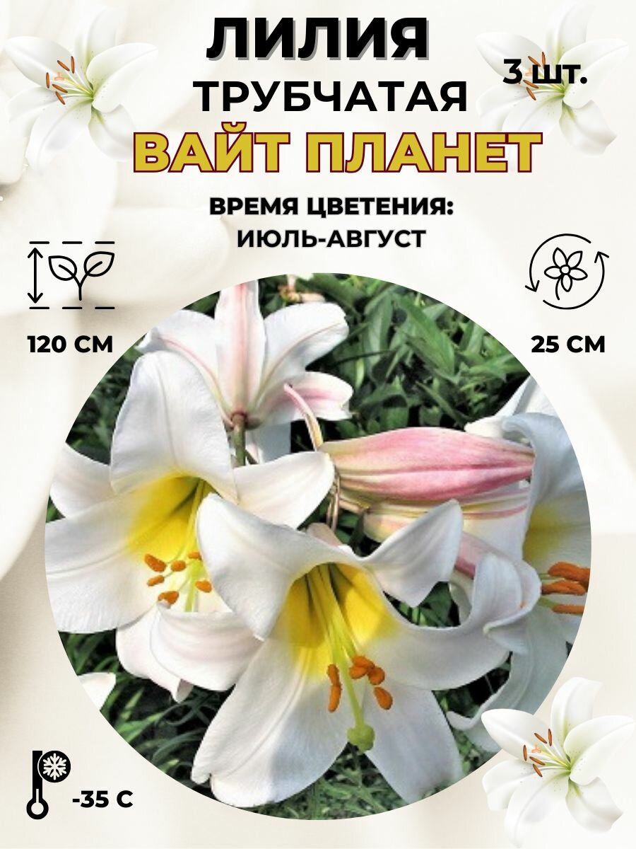 Лилия трубчатая, луковицы 3 штуки
