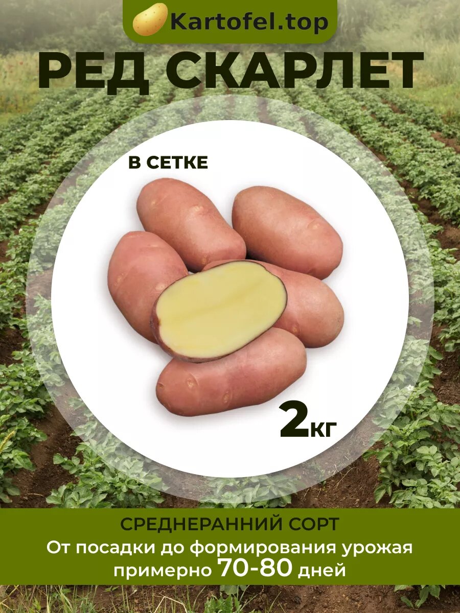 Картофель семенной Ред Скарлетт