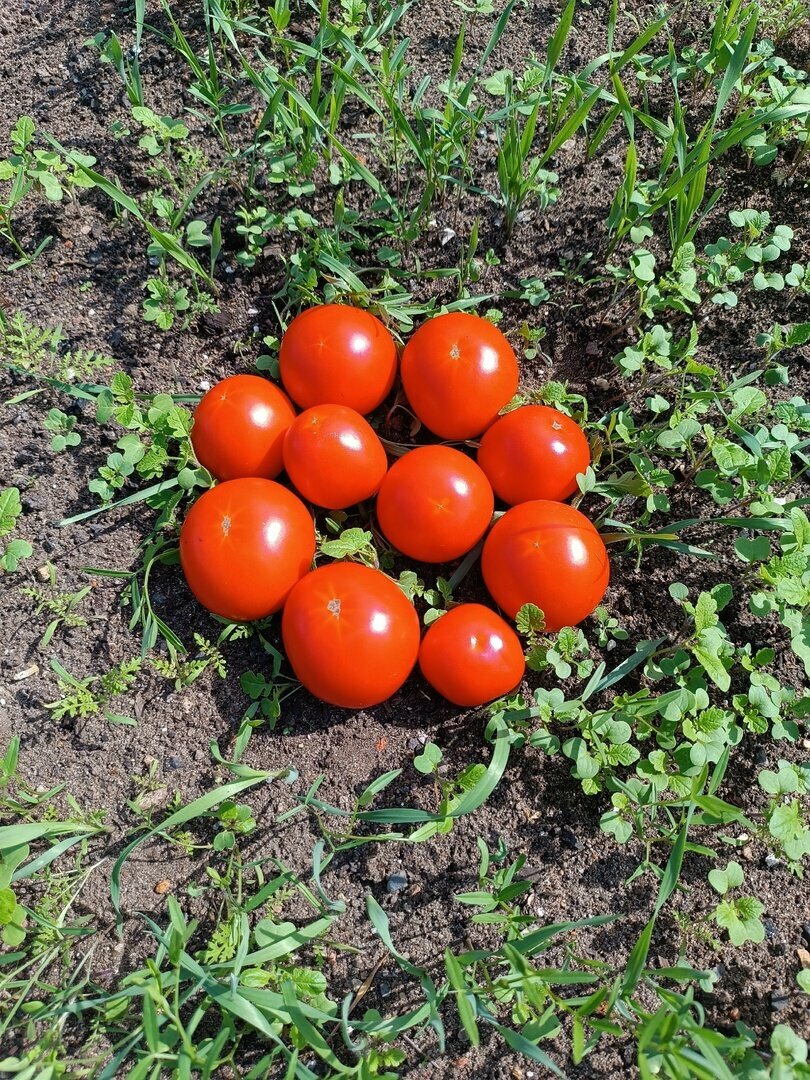 Семена томата "Огоньки", для открытого грунта и теплиц, засухоустойчивые, 10 шт