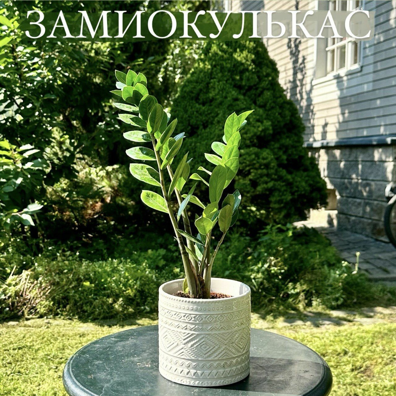 Замиокулькас 25*9 6-7 веток
