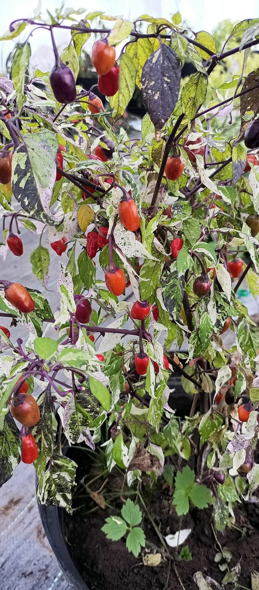 Семена Острого перца Purple Tiger 7шт+ бонус