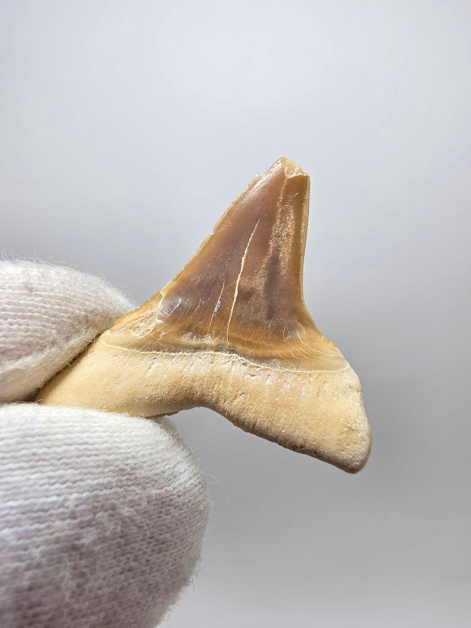 Окаменелый зуб акулы 27 мм, 3 г.