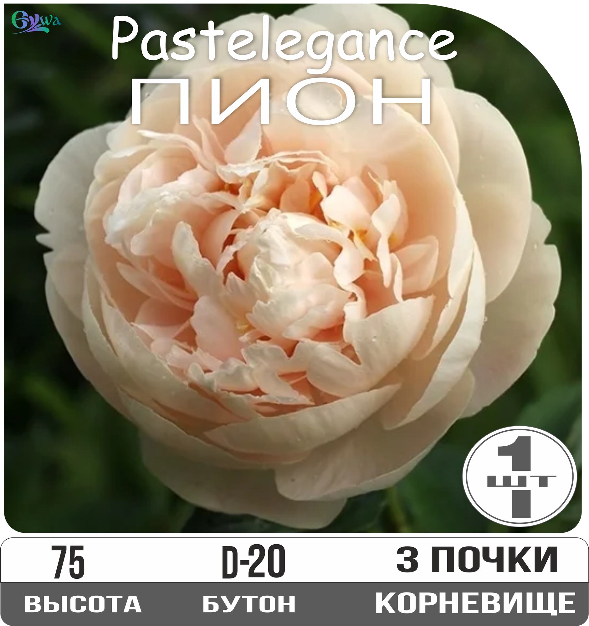 Пион Корневище, Пастелеганс 3 почки, многолетник, высота 75см, розово-персиковый