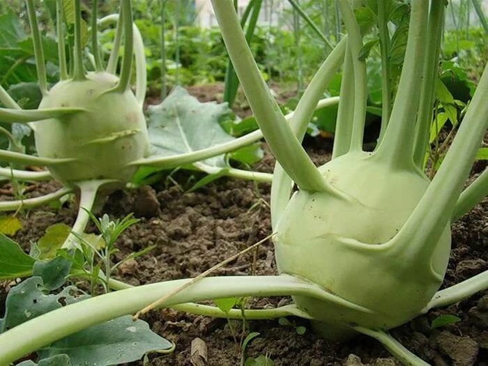 Коллекционные семена капусты кольраби Корист F1