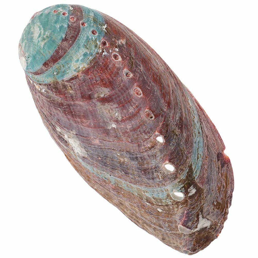 Морская раковина, Из Абалоновой Раковины, Для Ароматерапии, 1 Штука