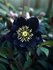 Морозник Black new
