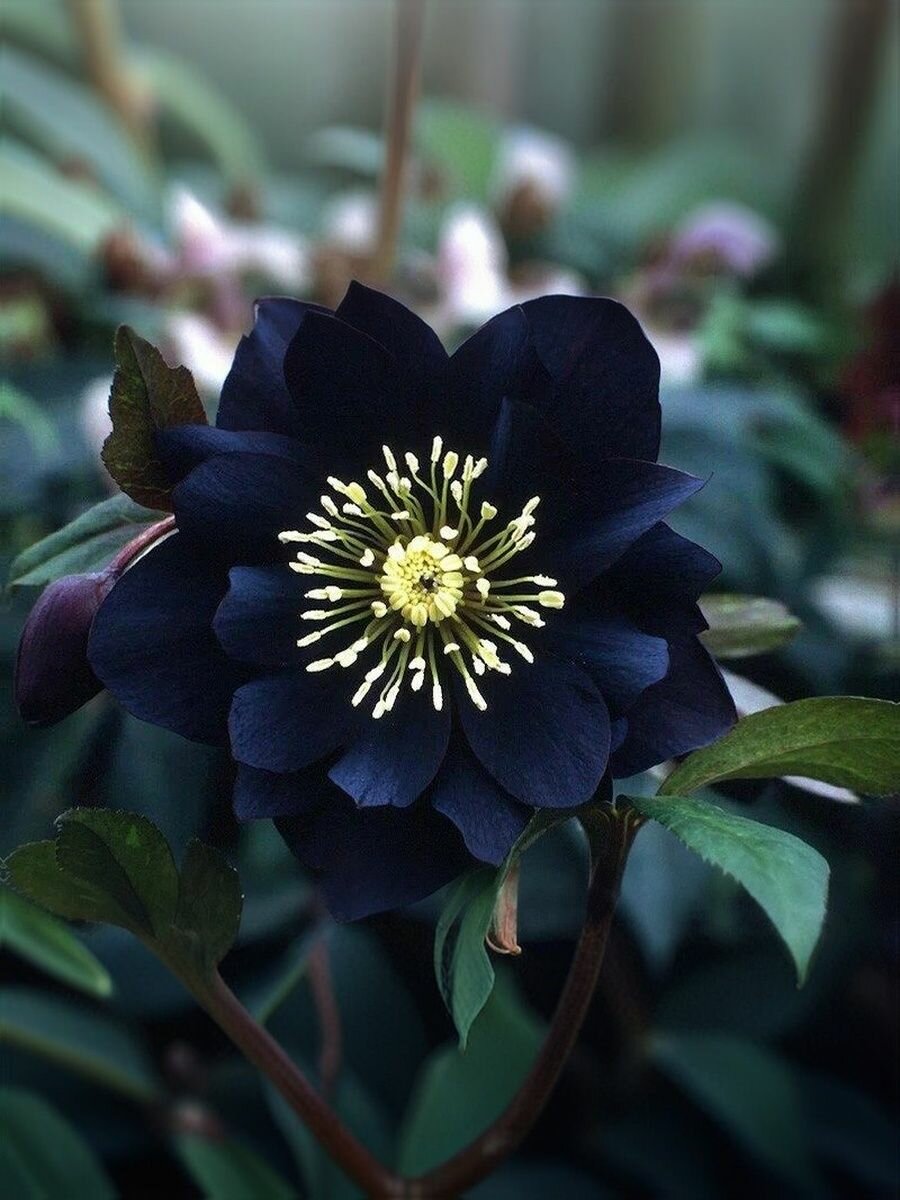 Морозник Black new
