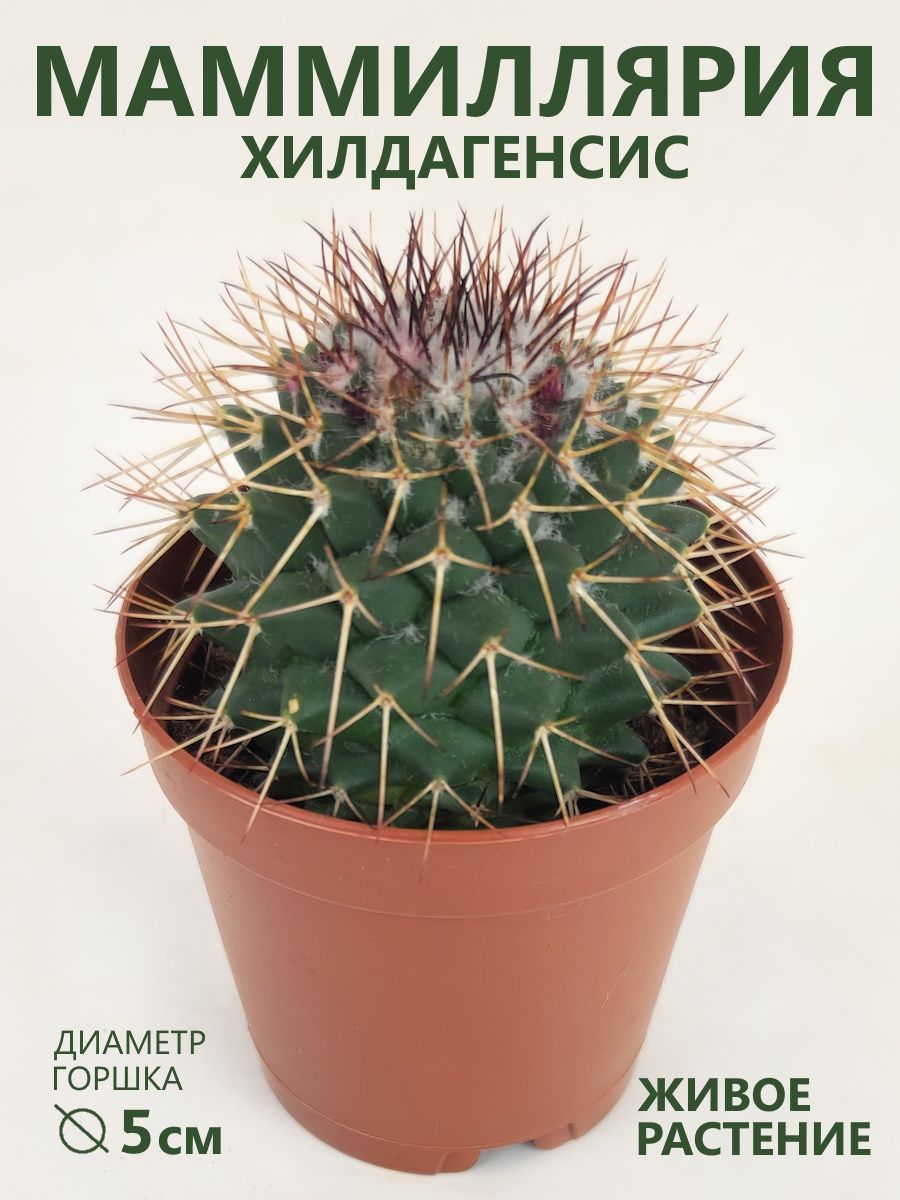 Маммиллярия Хилдагенсис (Mammillaria) кактус живой, D-5