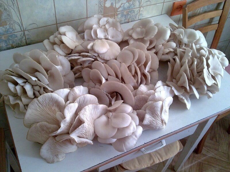 Мицелий грибов вешенка зерновой (штамм НК35) - 500 гр.