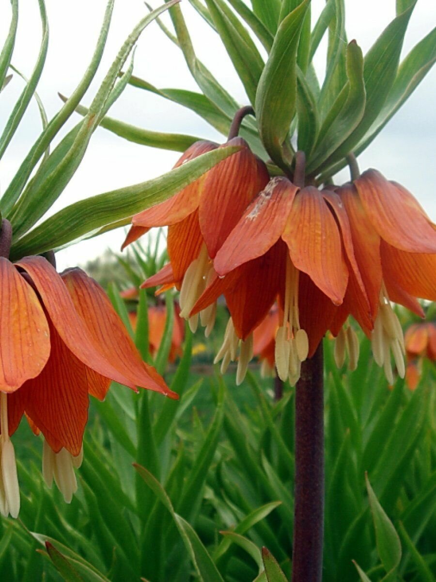 Рябчик Рубра императорский / Луковицы рябчиков