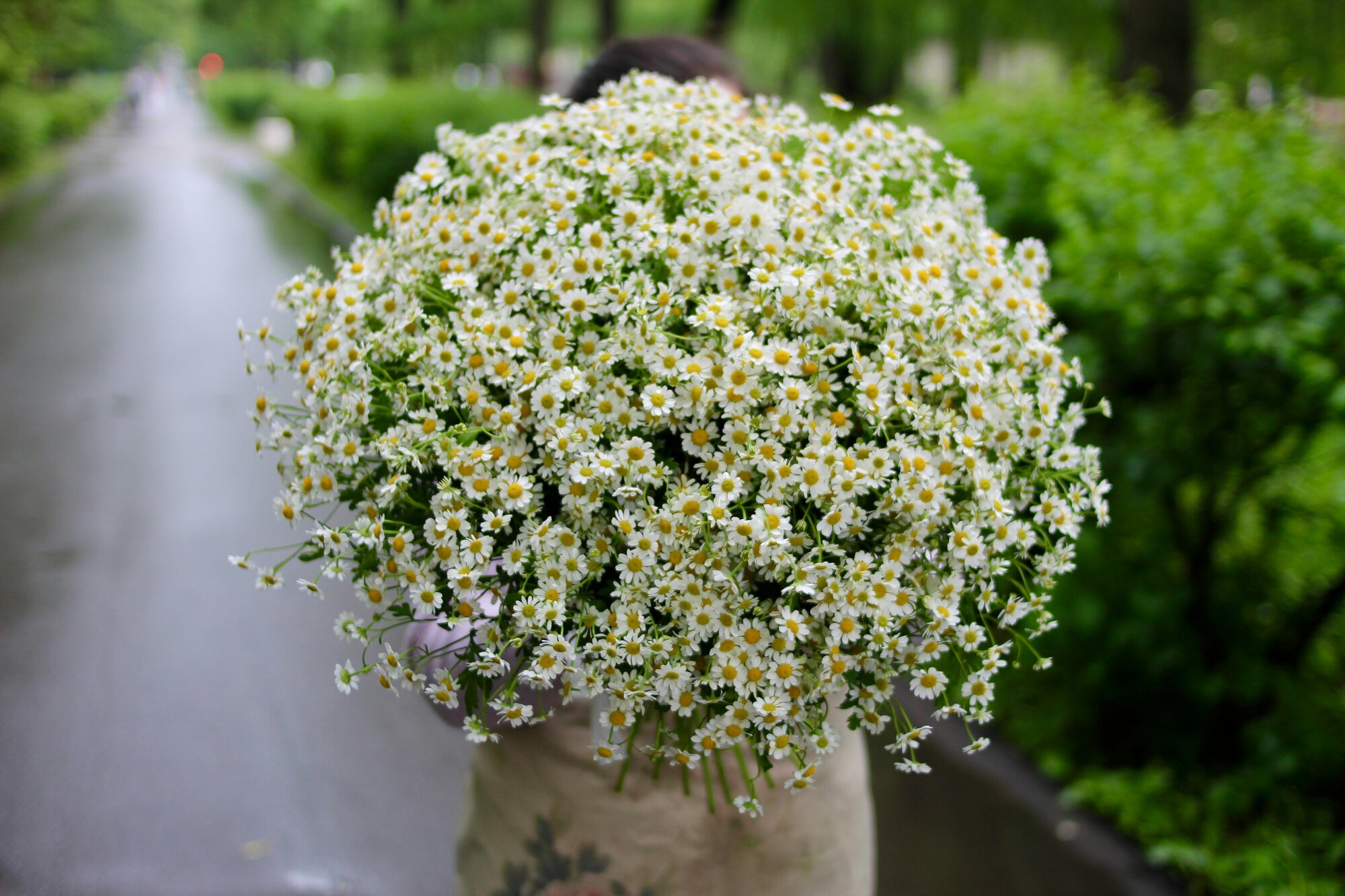 Большое облако полевых ромашек