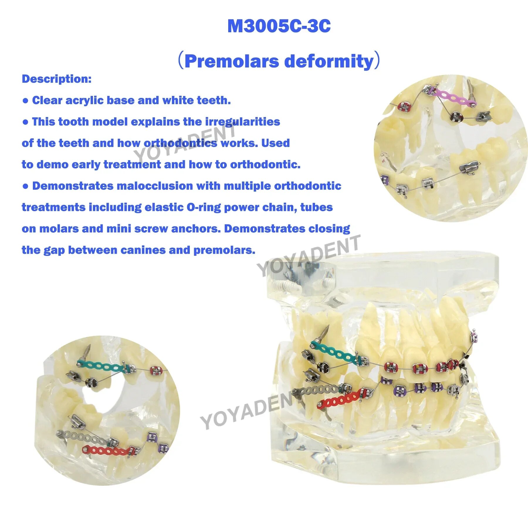 Стоматологические модели зубов YOYADENT Teaching Teeth Models M3005C
